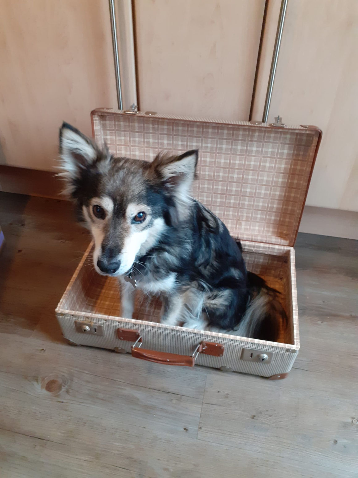 Miro - "Der Wachtmeister" - Doglistener