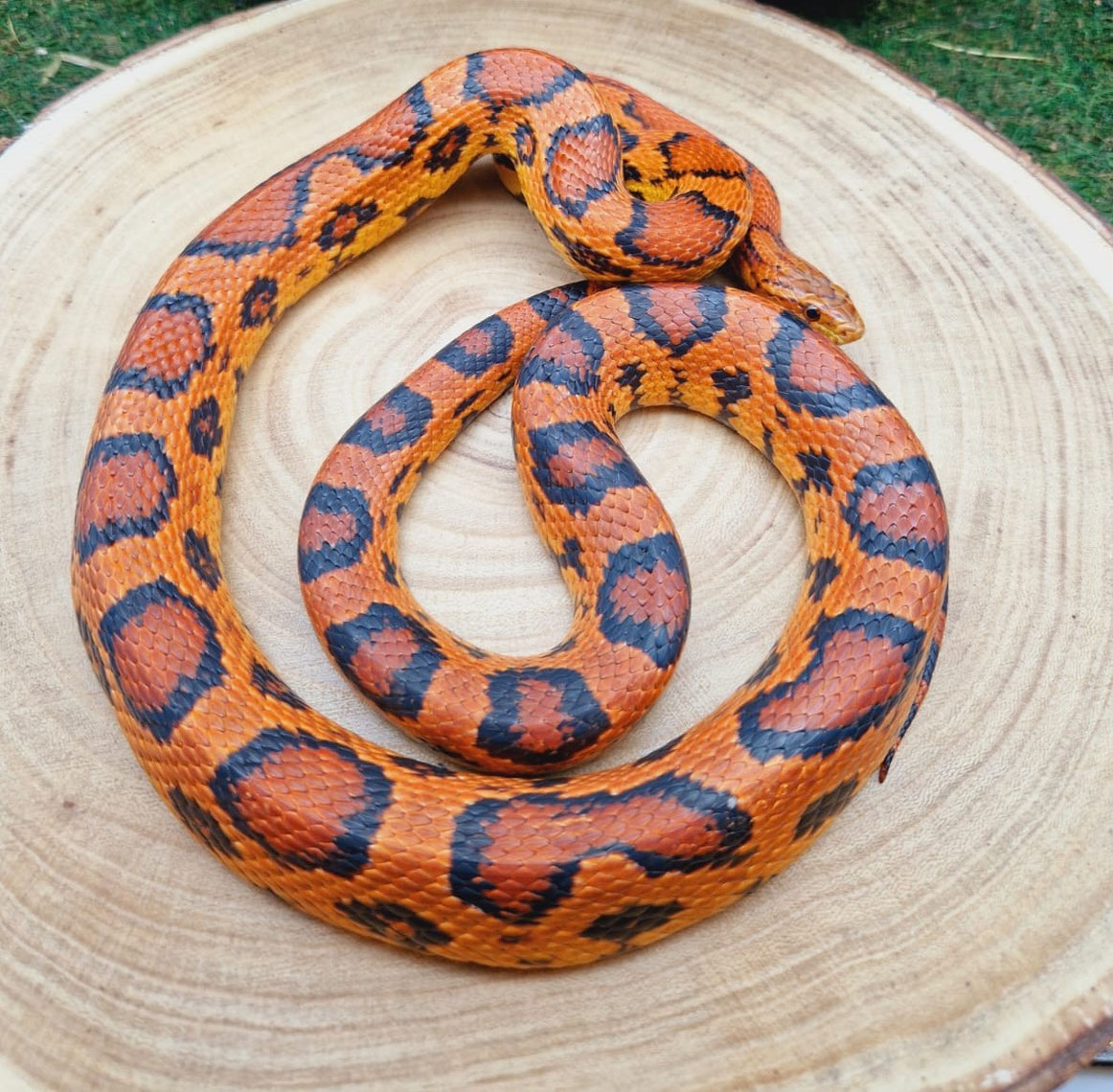 Ursula (Abbotts Okeetee) - MH Cornsnakes Hobbyzucht NRW Nordrhein ...