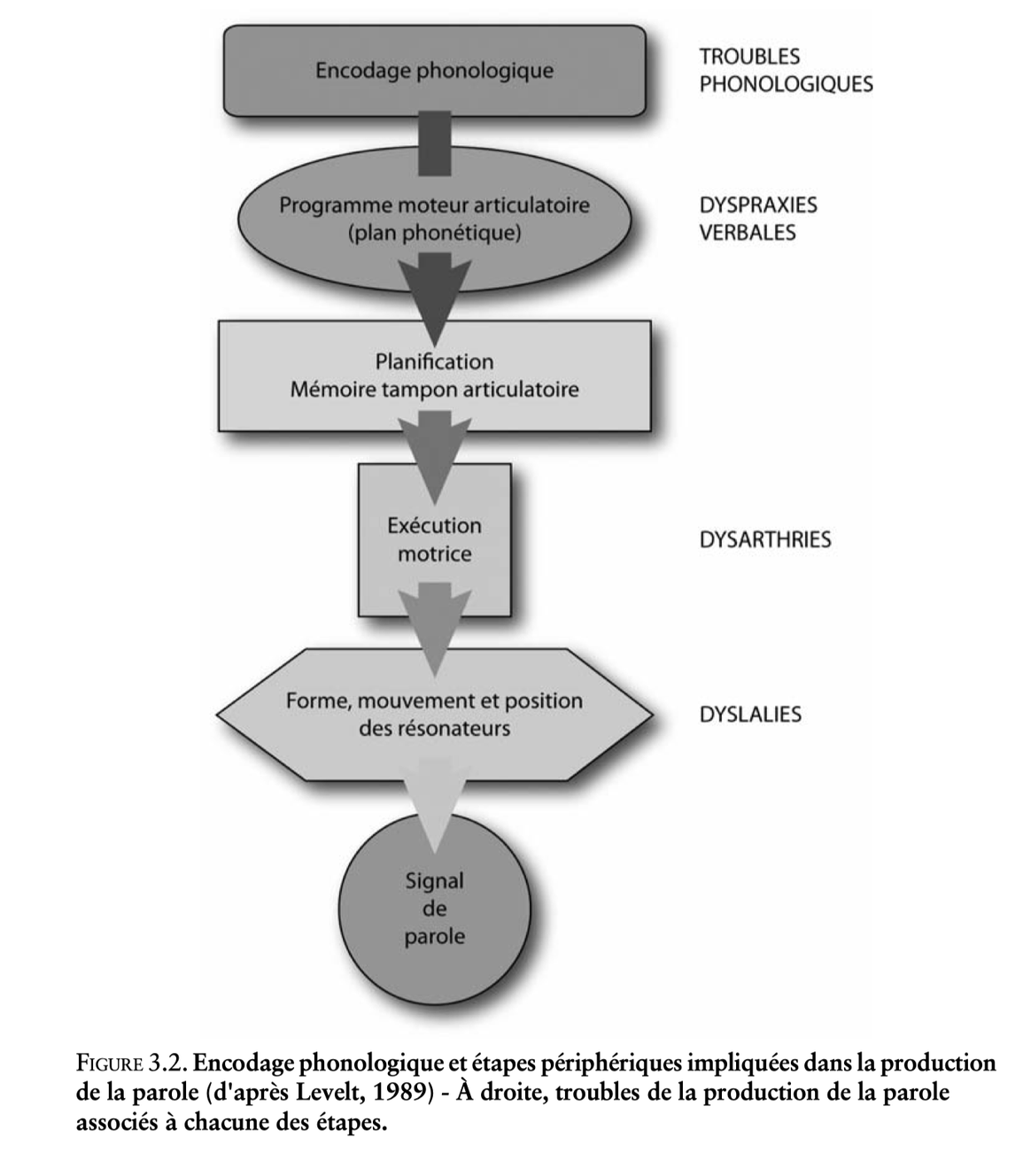 Troubles des sons de la parole : un terme parapluie ? - L'ortho en ...