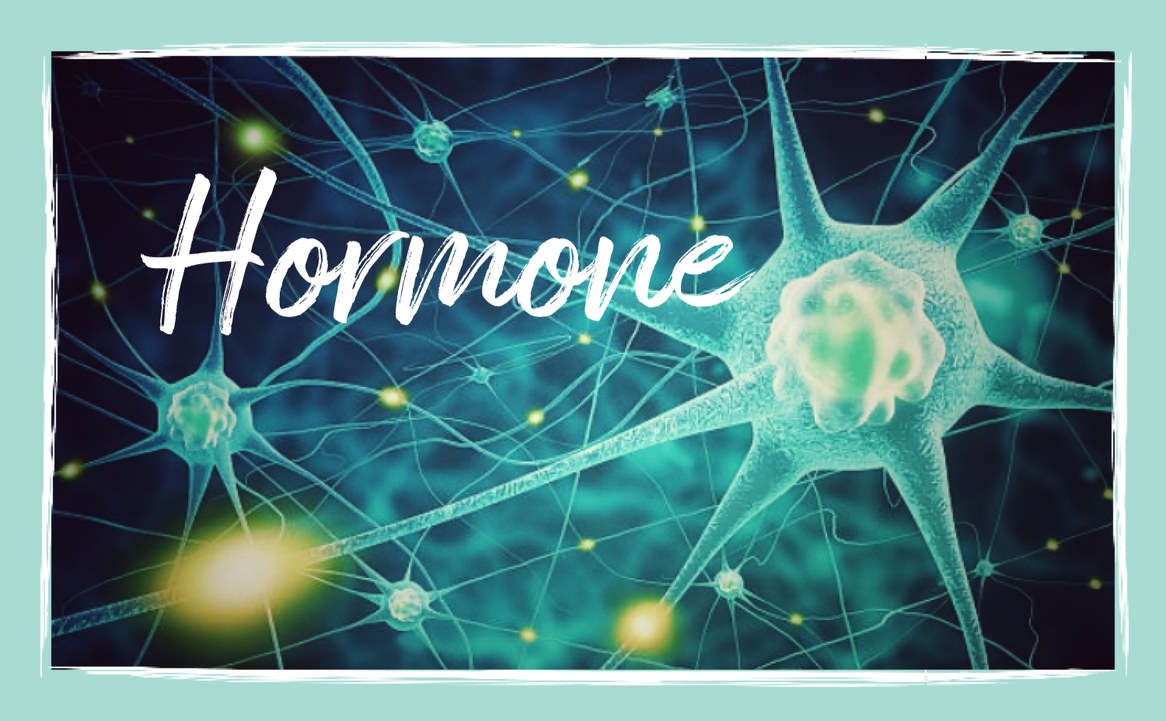Hormone und ihre Aufgaben - Kreativ- und Naturheilpraxis Bellis, Doris ...