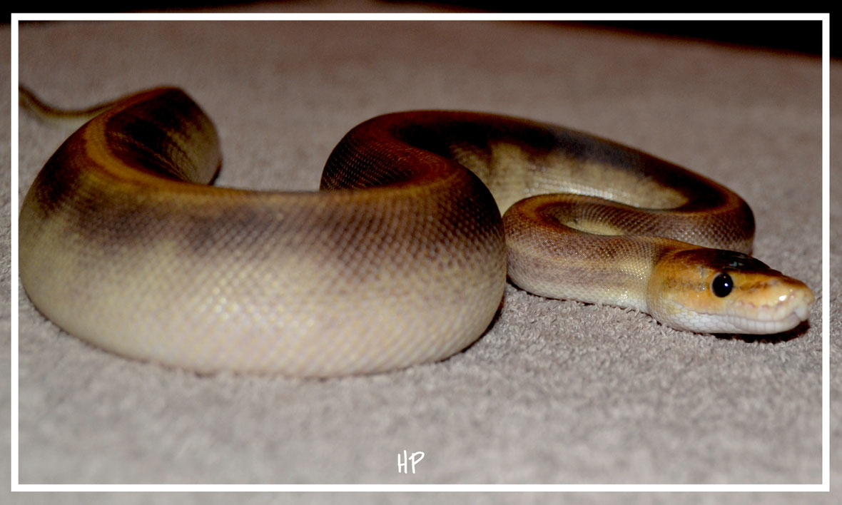 Happy Pythons - Happy Pythons - Python regius