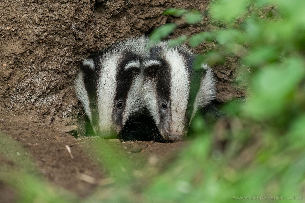 Aus dem Leben der Dachse - hock-naturfotografie