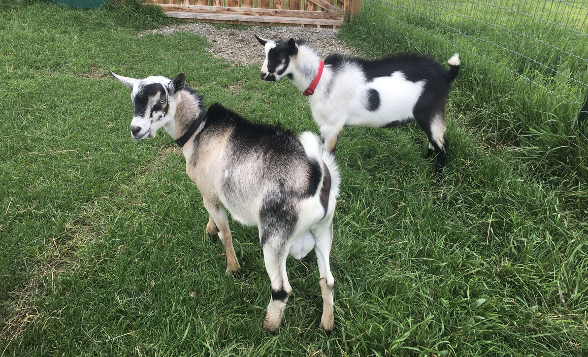Mini Alpine Dairy Goats - Wasilla Lights Farm