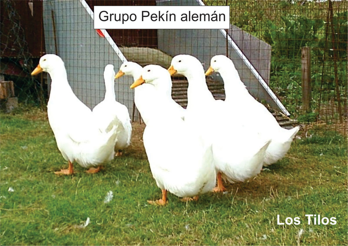 El pato Pekín - lostilos. jimdo.page