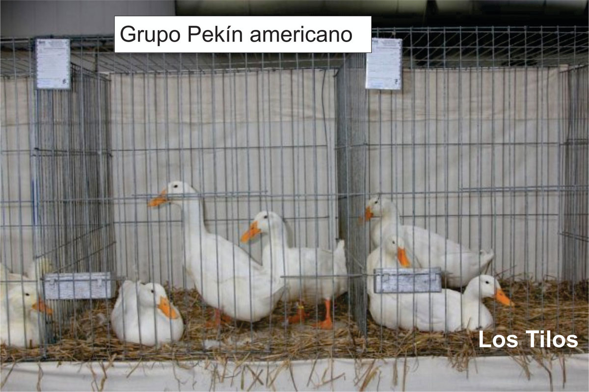 El pato Pekín - lostilos. jimdo.page