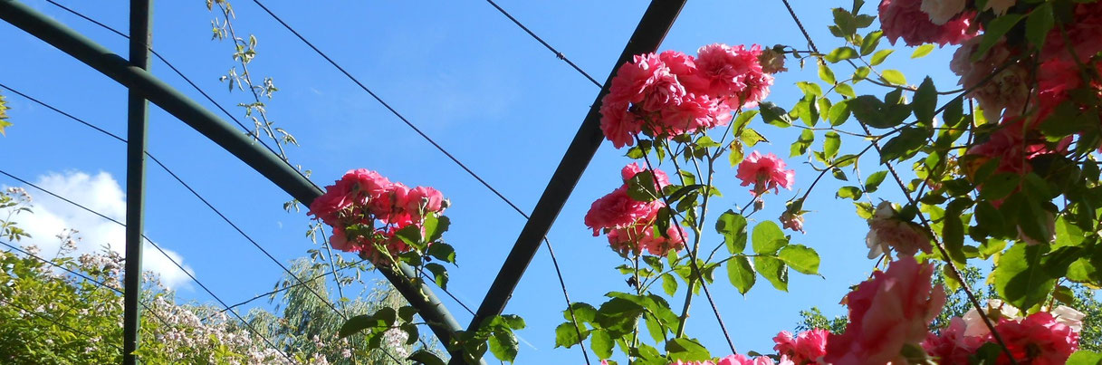 Schauspieler (als H.G. Fries), Autorin, Grafikerin - Helma Fries