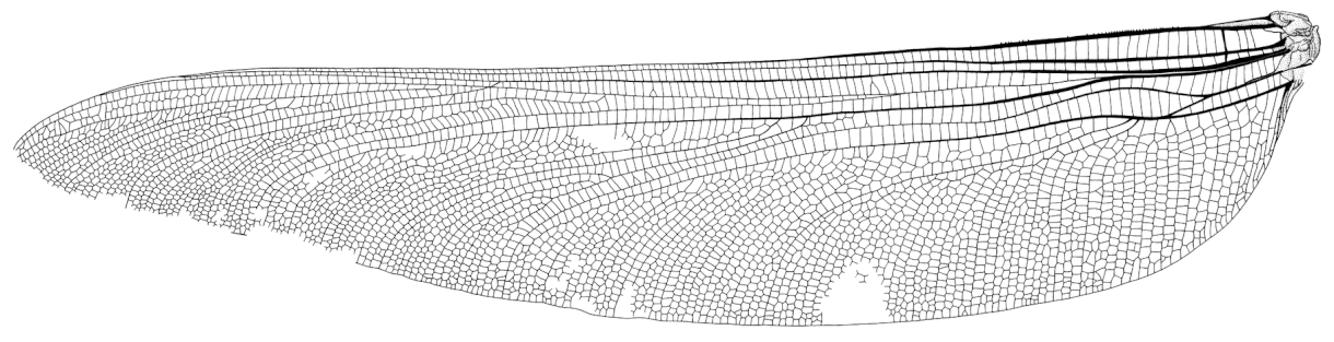 About me - Dr. Günter Bechly's Website