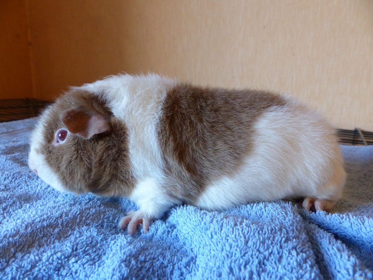 US Teddy - Elevage Amateur les Cobayes des Sources