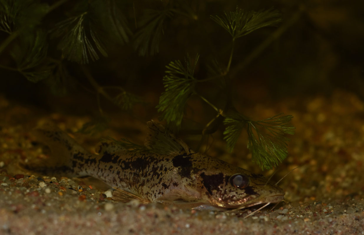 Chrysichthys ornatus - Mesonauta