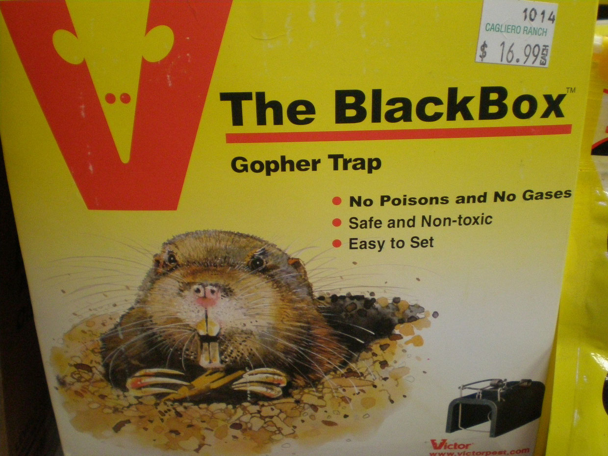 Got Gophers? - Cagliero Ranch Nursery