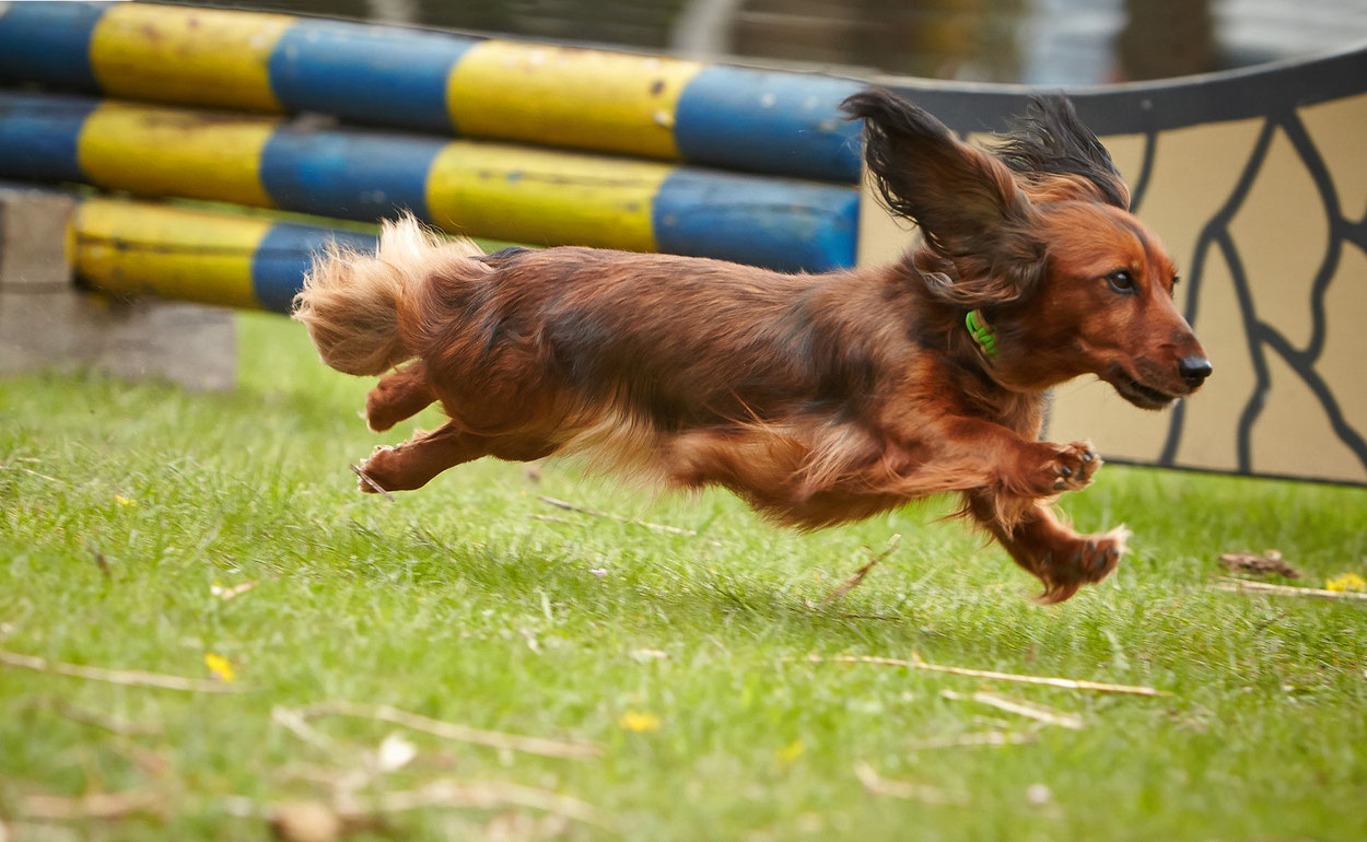 Bilder Dackelrennen - Dackel Club Elmshorn