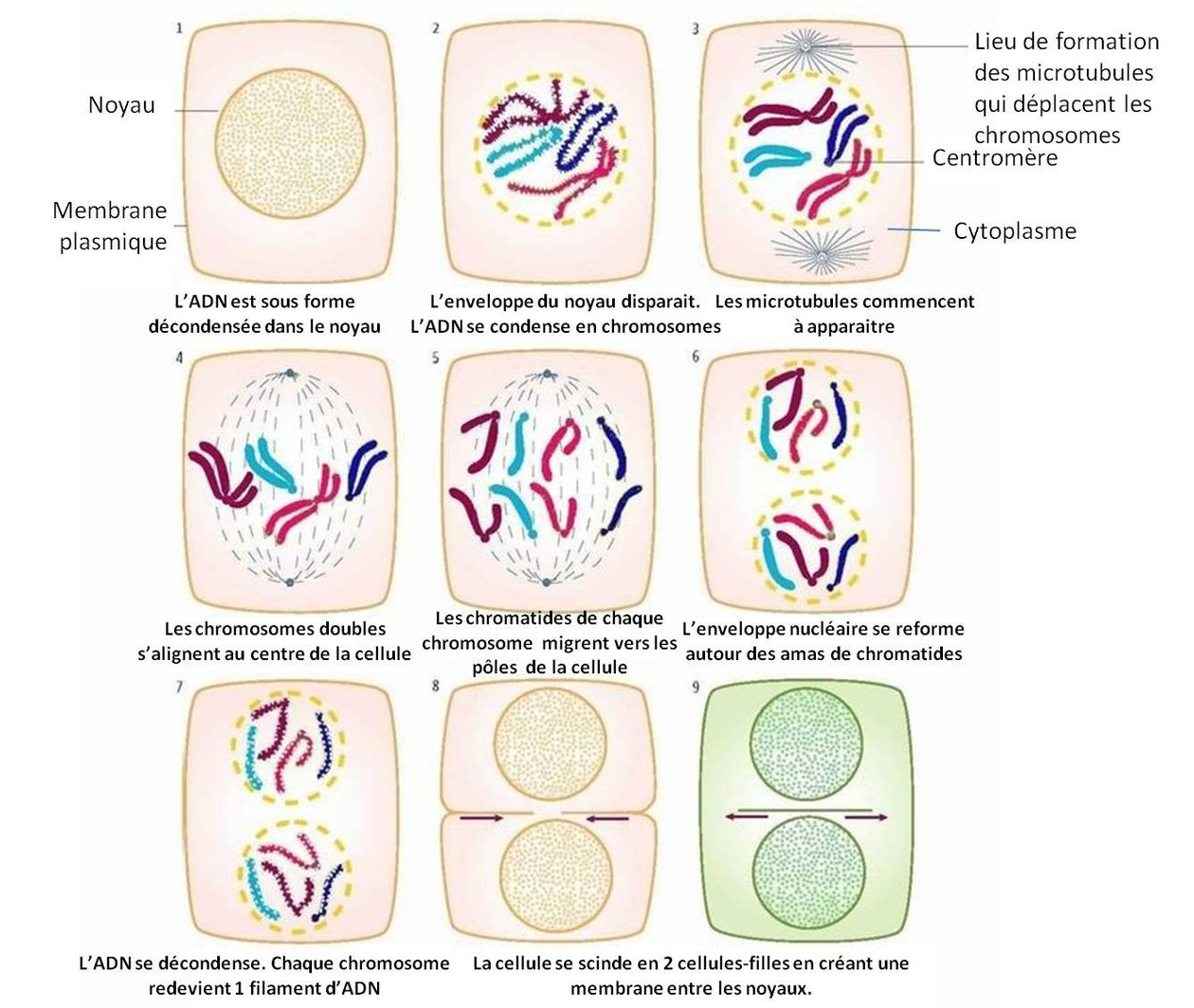 Chapitre 3: division cellulaire et transmission de l'information ...