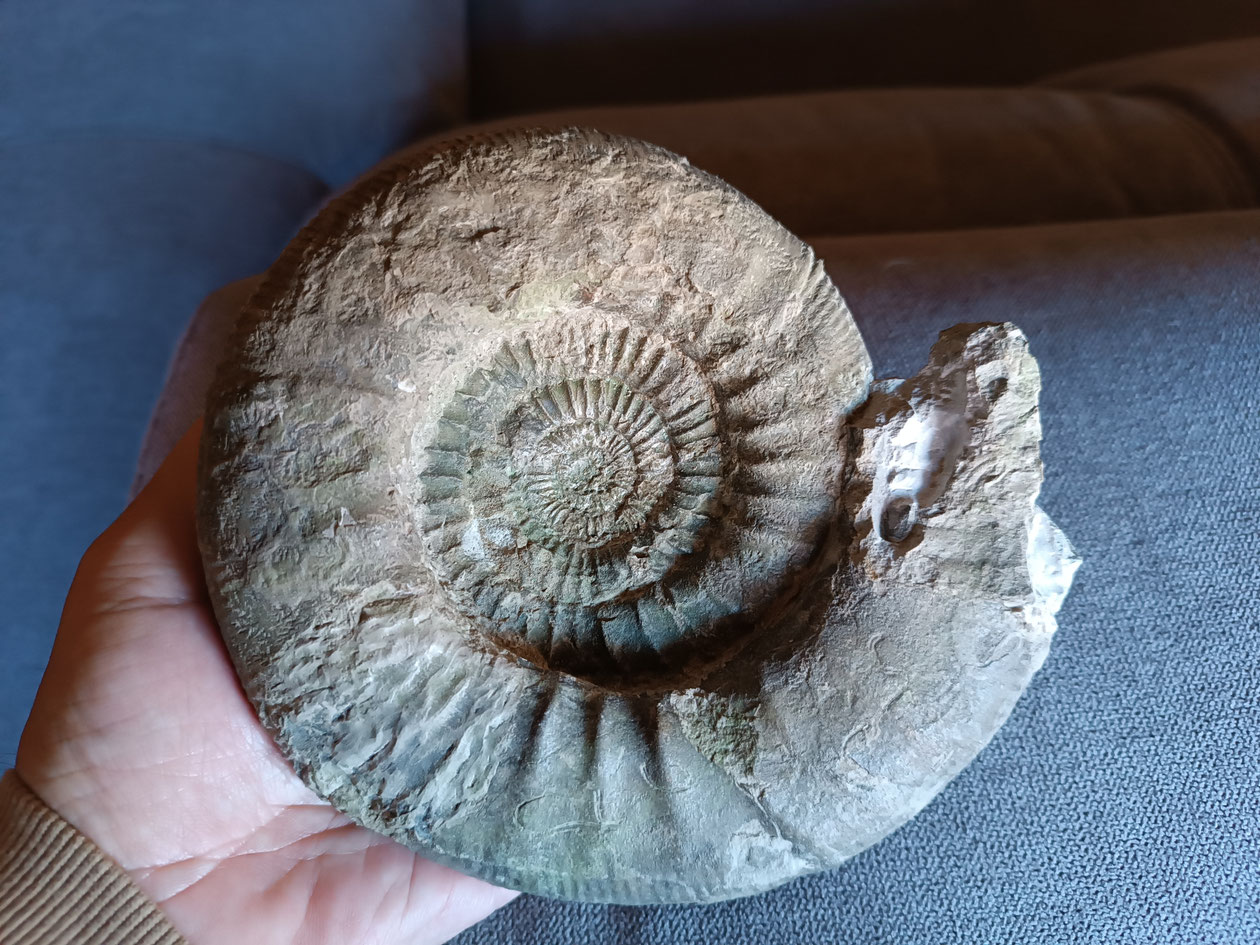 Los ammonites verdes de Gräfenberg. - Ammonites. Guía de los ...