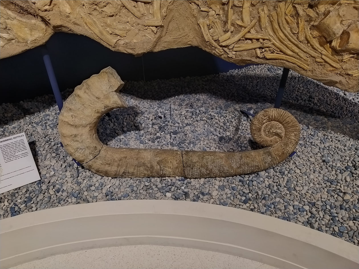 Parapuzosia; el gigante de los ammonites. - Ammonites. Guía de los ...