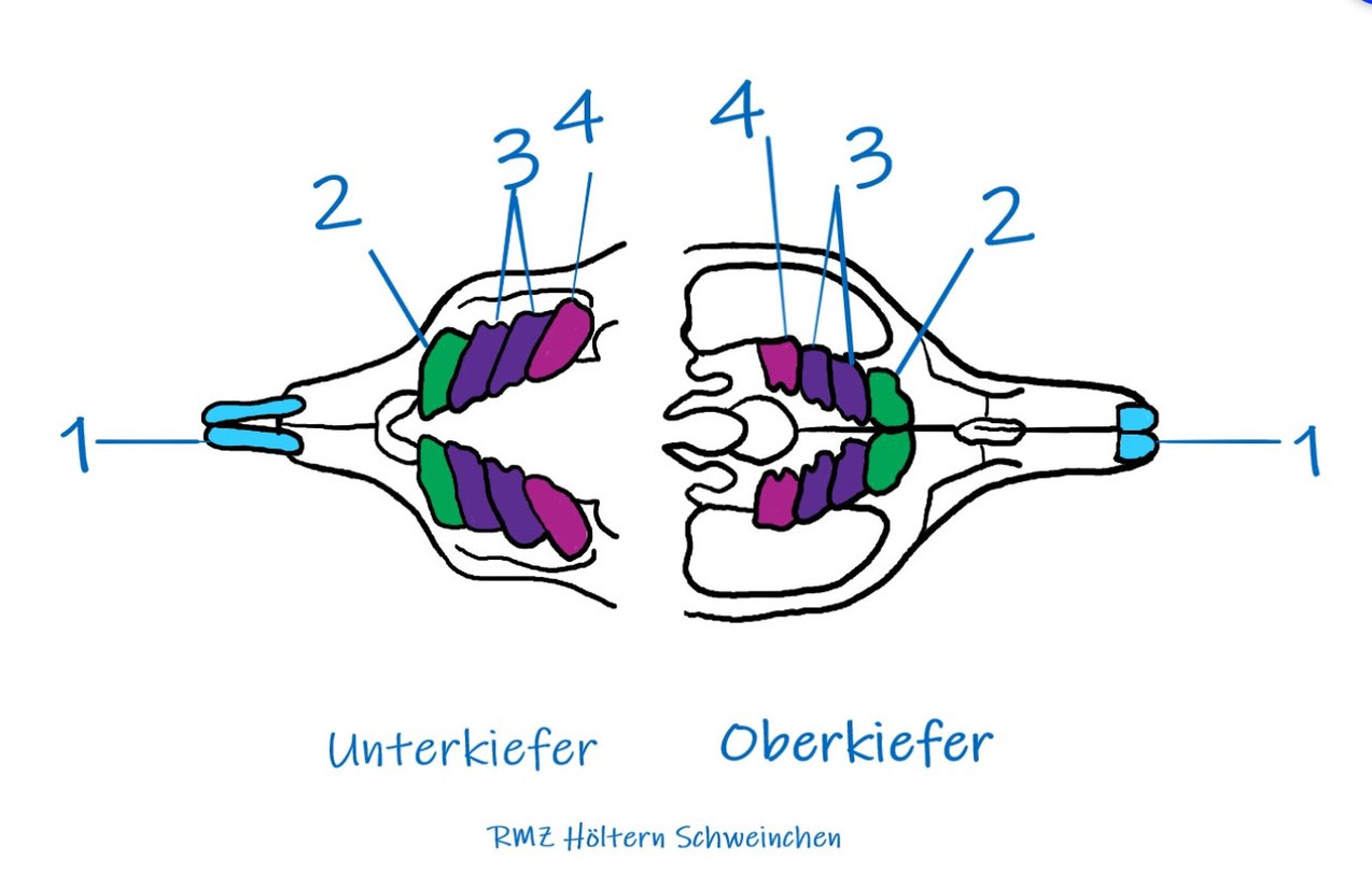 Anatomie - hoelternschweinchens Webseite!