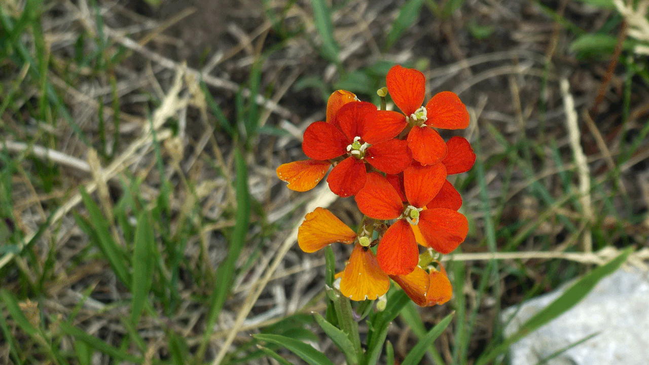 New Mexico plants (especially wildflowers) - dogofthedesert