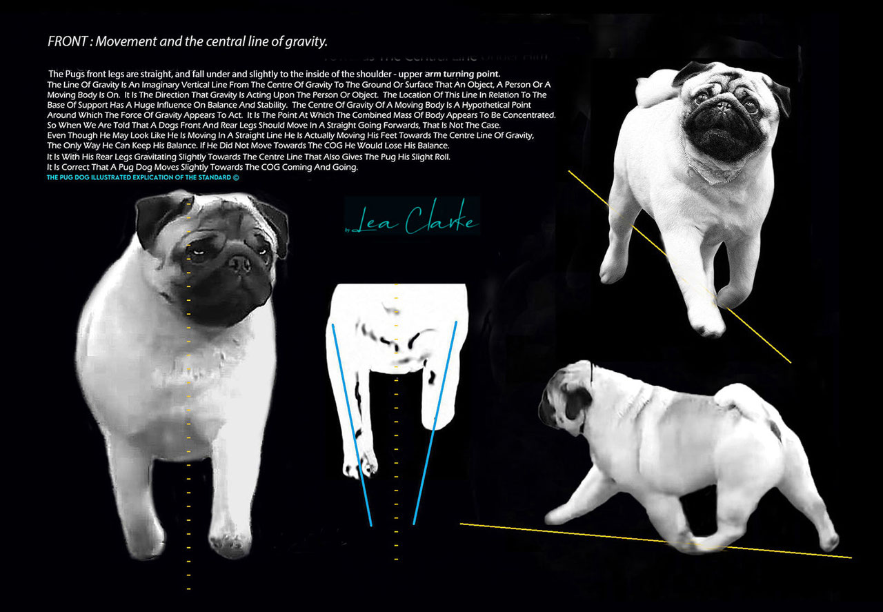 - Le carlin - - saphir bleu carlin