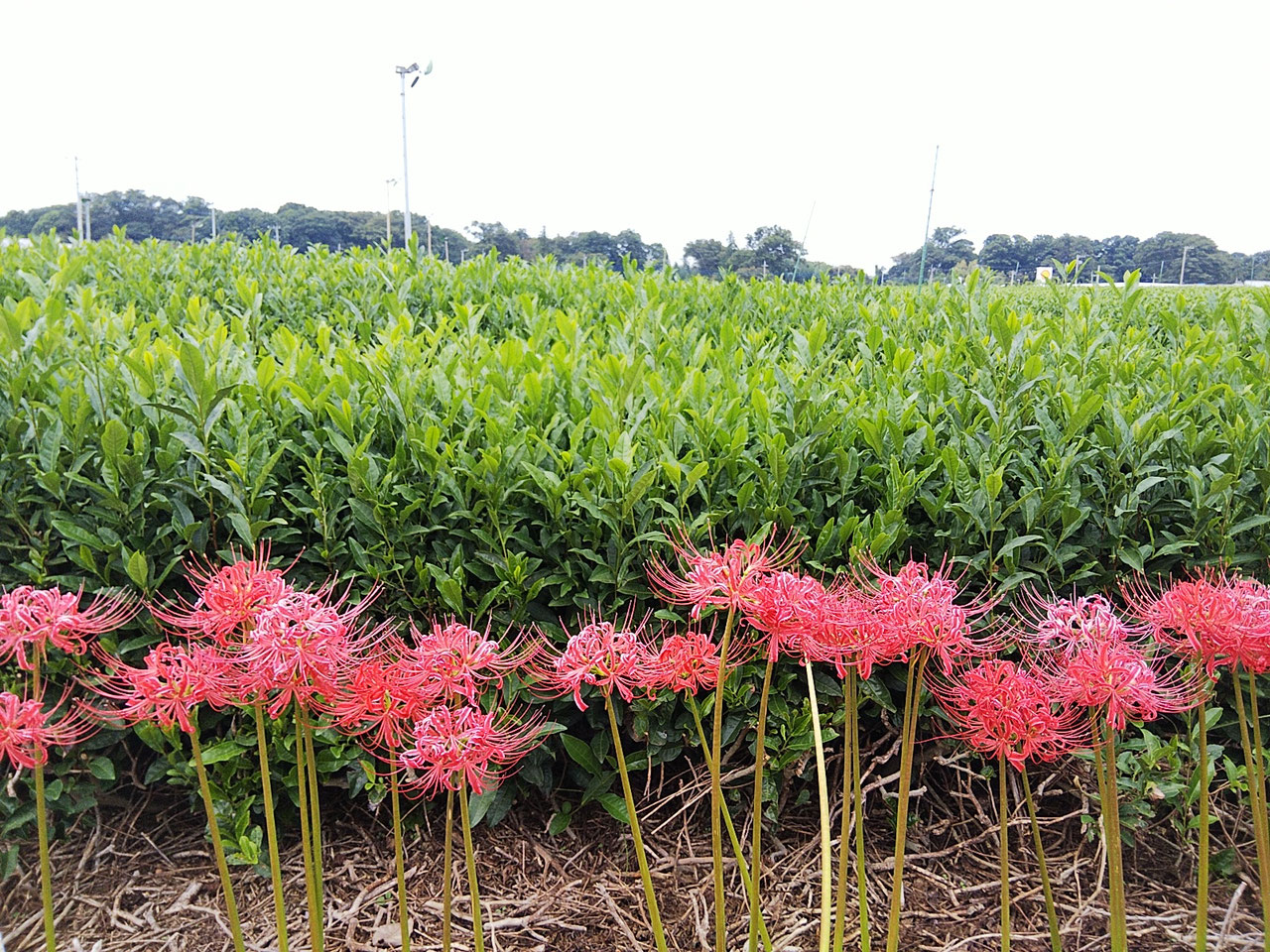 The Origin of Sayama-tea - Sayama Cha