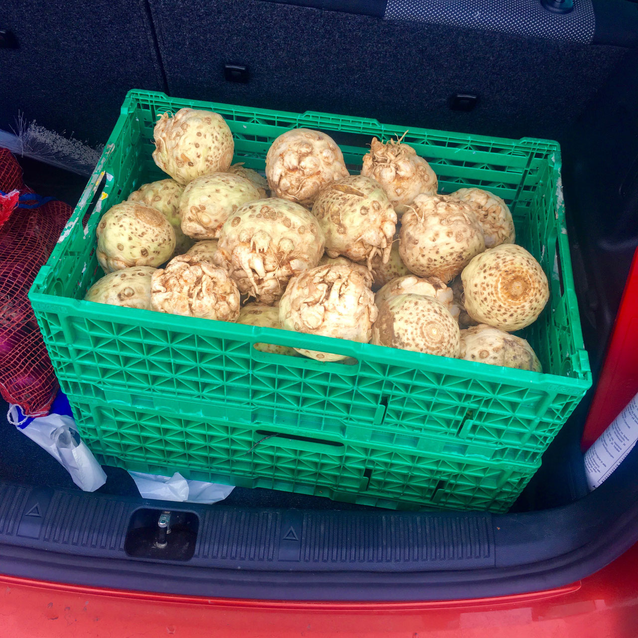 Sellerirot: Den kuleste knollen! - Yngve Ekern