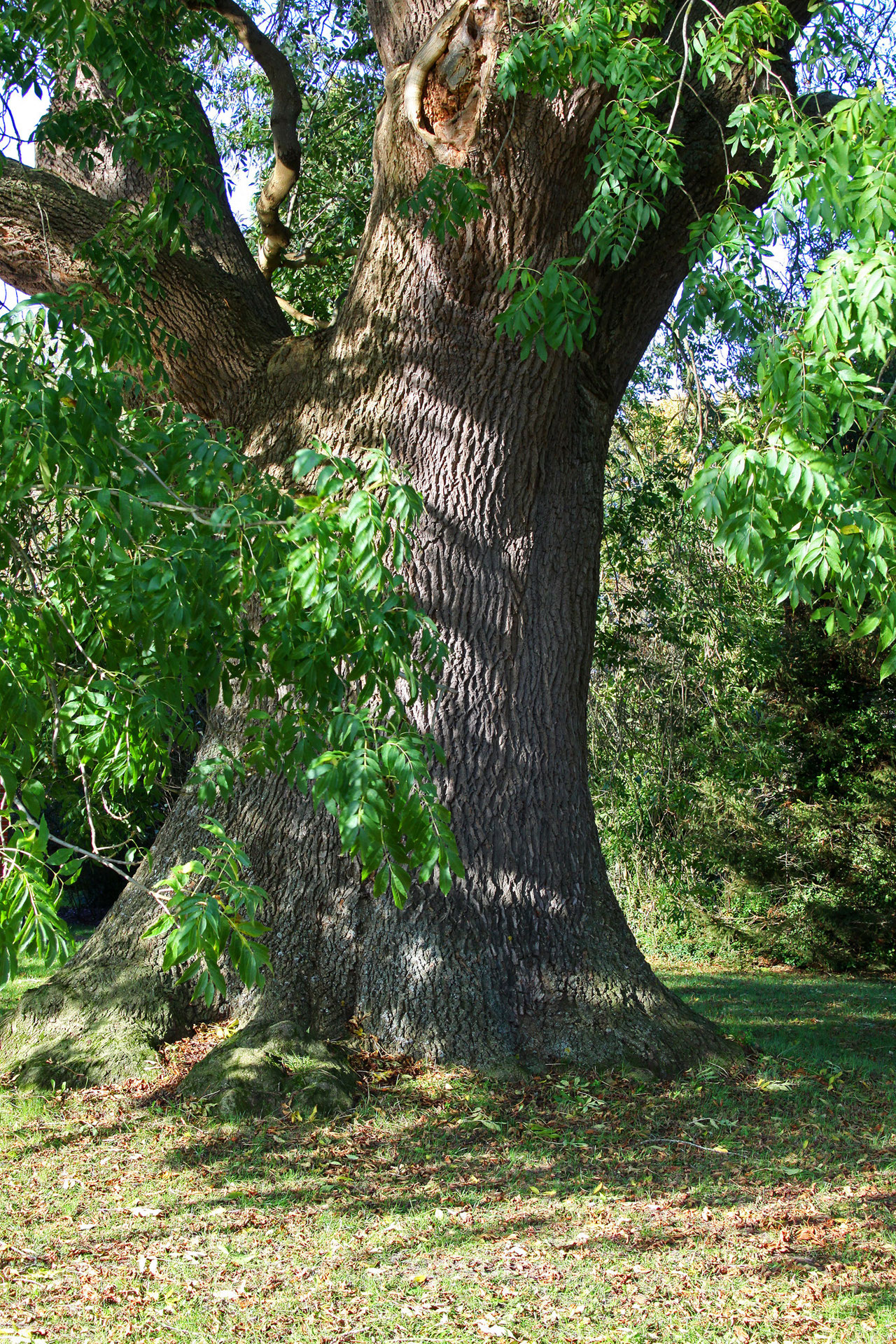 Esche in Mittegroßefehn - baumveteranens Webseite!