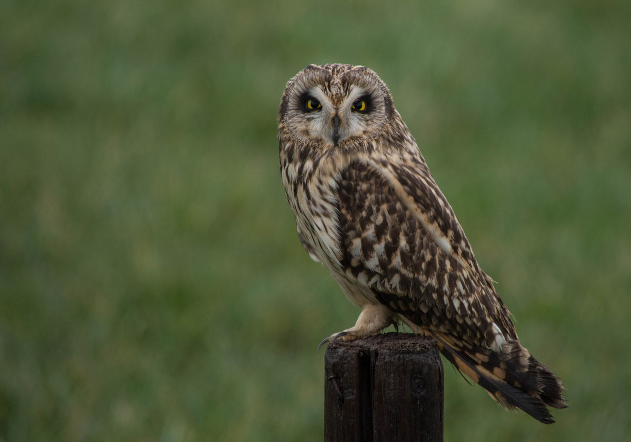 Uilen van Nederland - Natuurfotografie Stefan!