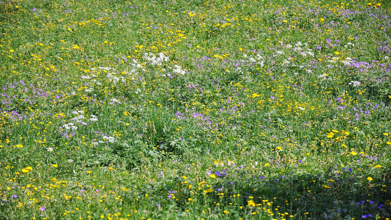 Der Charme einer natürlichen Wiese - Naturgarten - Naturwiese - Wildnis ...