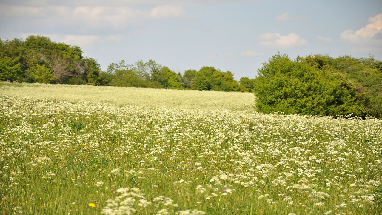 Der Charme einer natürlichen Wiese - Naturgarten - Naturwiese - Wildnis ...