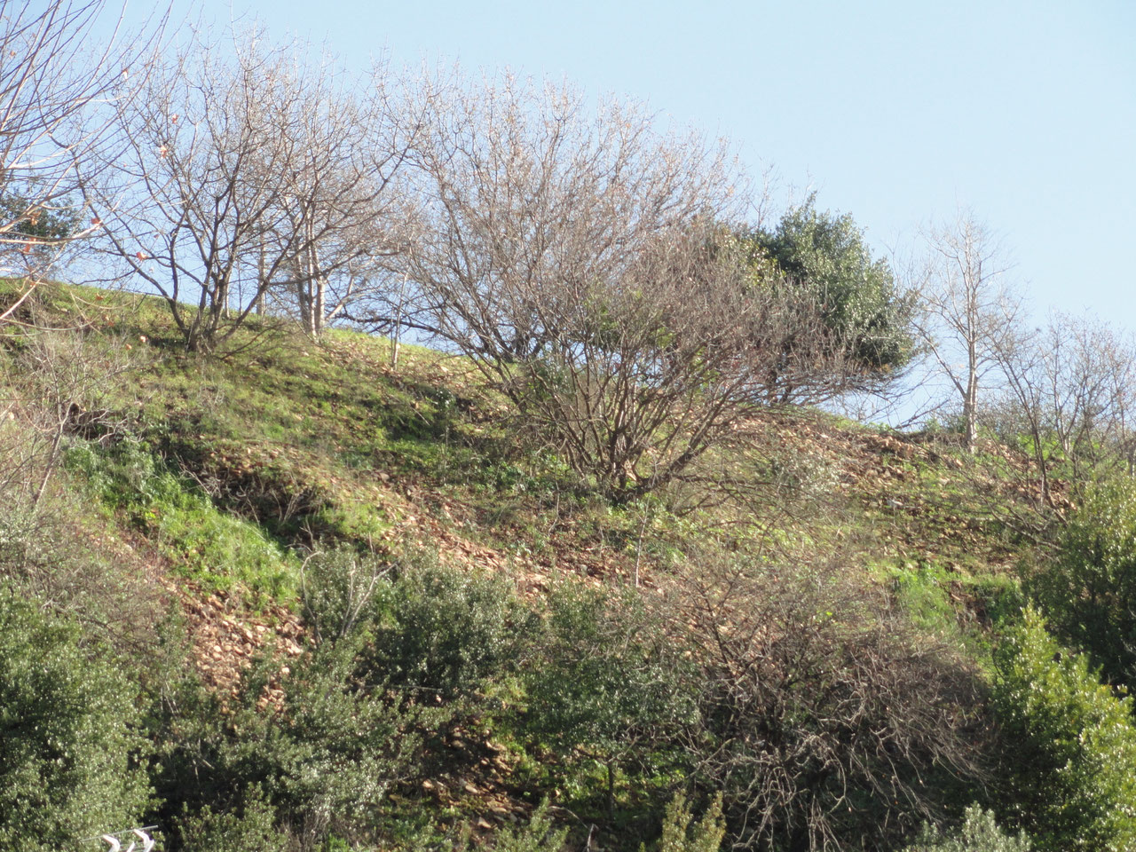Monte Testaccio: Rome's extraordinary man-made hill of ancient pottery ...