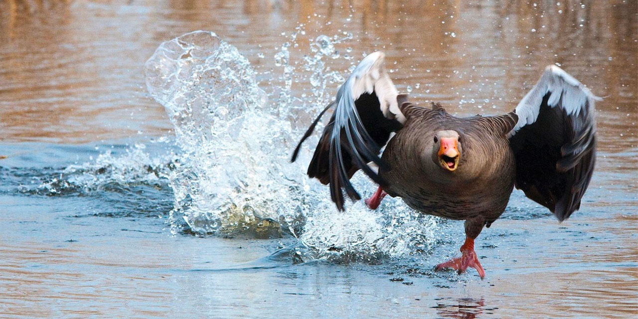 How a goose saved ancient Rome from disaster - History Skills