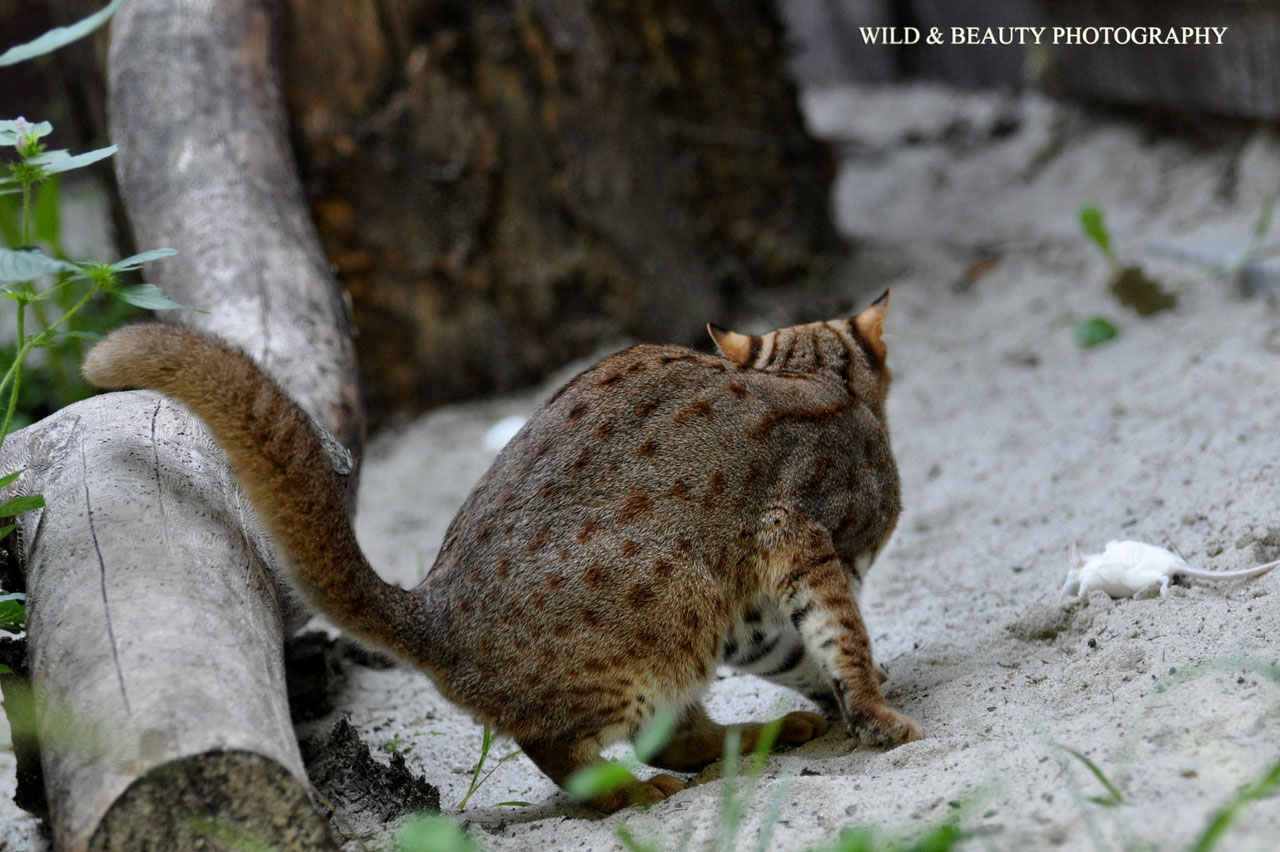 Rostkatze - Prionailurus rubiginosus - raubkatzen-in-menschlicher ...
