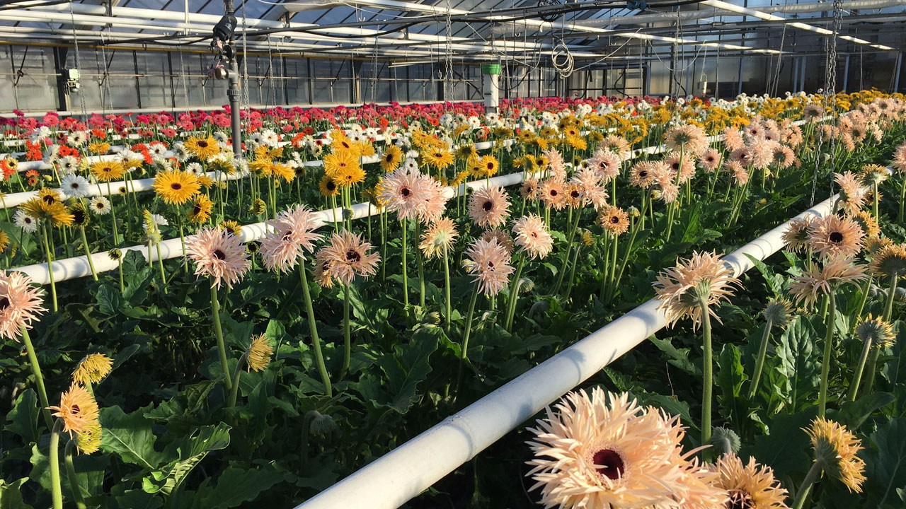 Gerbera Spider - Gärtnerei Eggers Schnittblumen