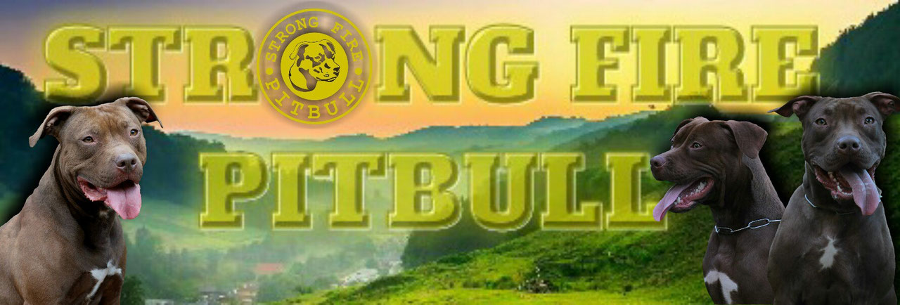 О нас - Сайт strong-fire-pitbull