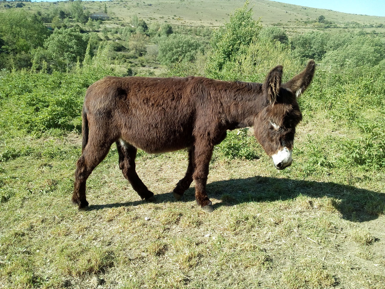 NUESTROS BURROS ZAMORANOS LEONESES - A Ritmo de Burro