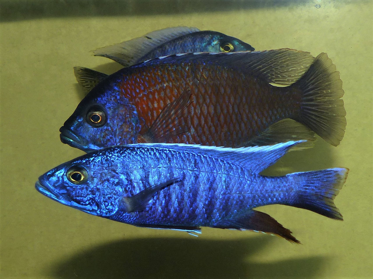 Malawi Buntbarsch Aquarium Haltung - malawizucht-msh Webseite!