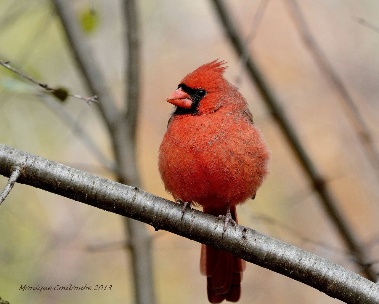 Cardinal rouge : taille, poids, répartition, reproduction ...