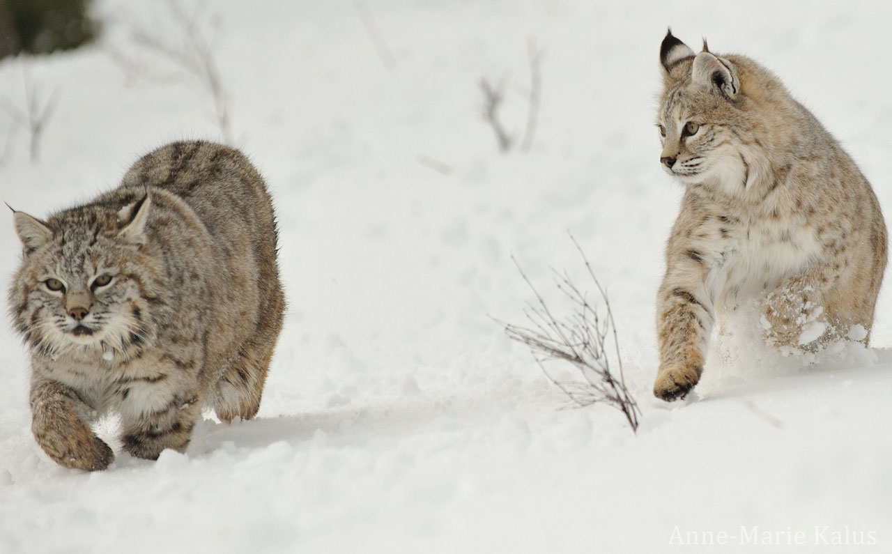 Lynx roux : poids, taille, longévité, habitat, alimentation ...