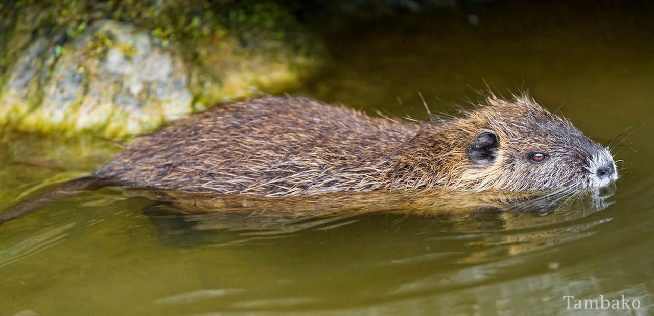 Ragondin : poids, taille, longévité, habitat, alimentation ...