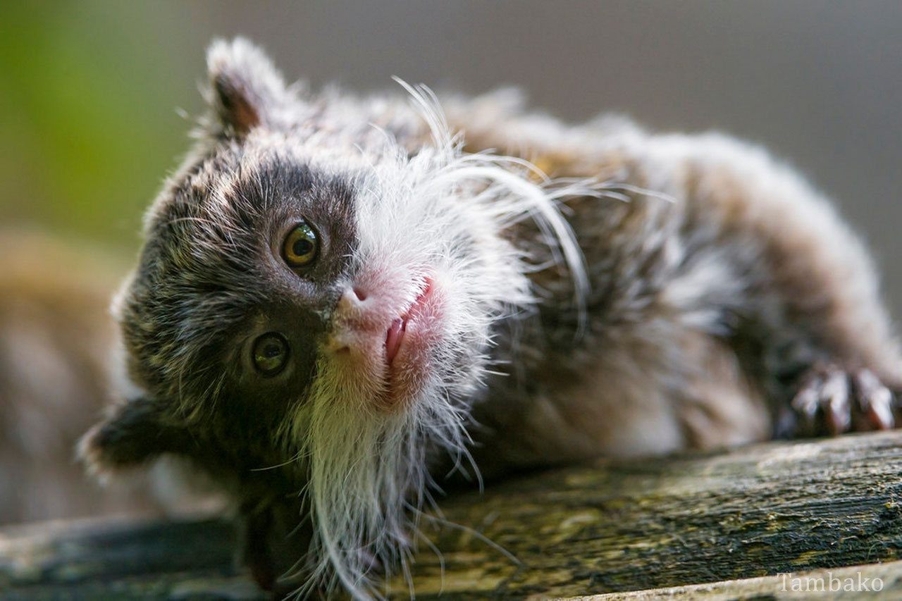 La fiche du jour : le tamarin empereur - Dictionnaire des animaux