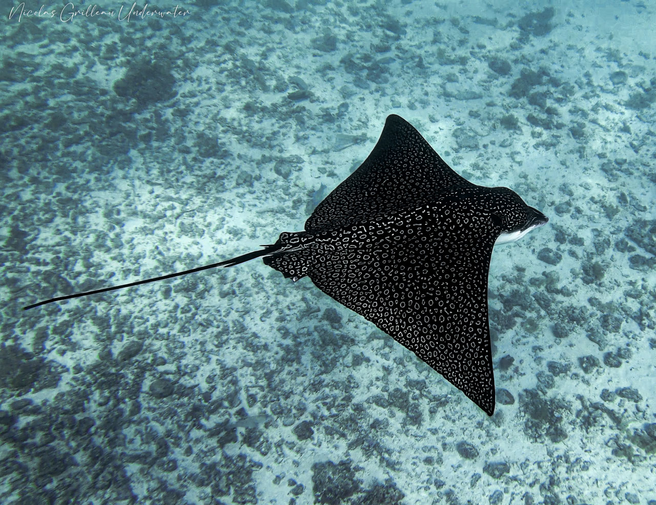 Raie léopard - Dictionnaire des animaux