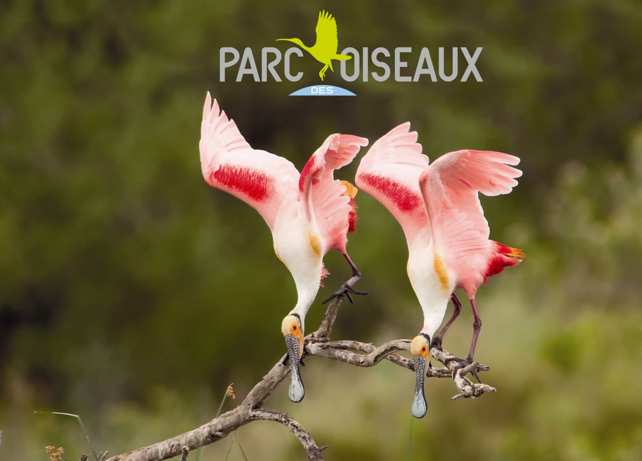 Le parc des oiseaux de Villars les Dombes, un monde haut en couleur ...