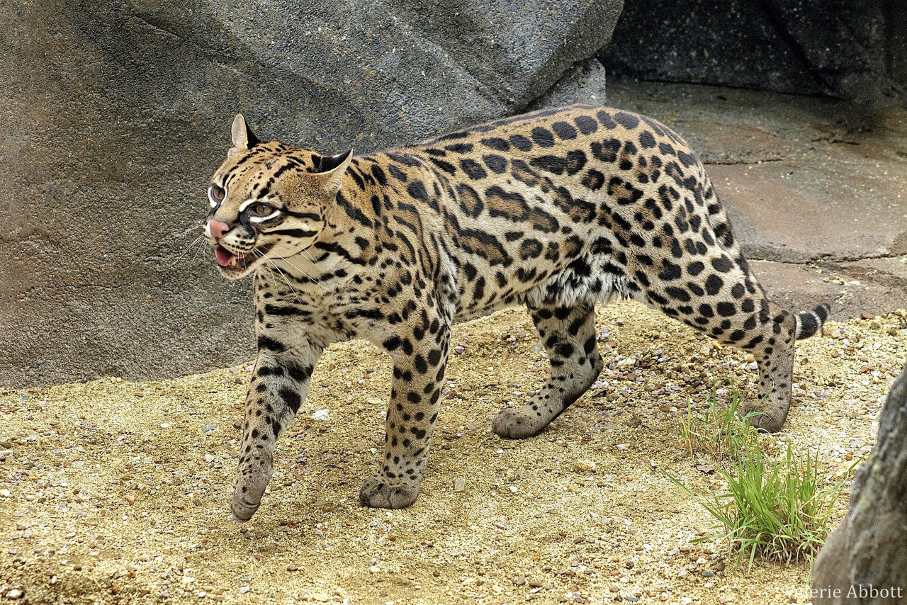Ocelot : poids, taille, longévité, habitat, alimentation - Dictionnaire ...