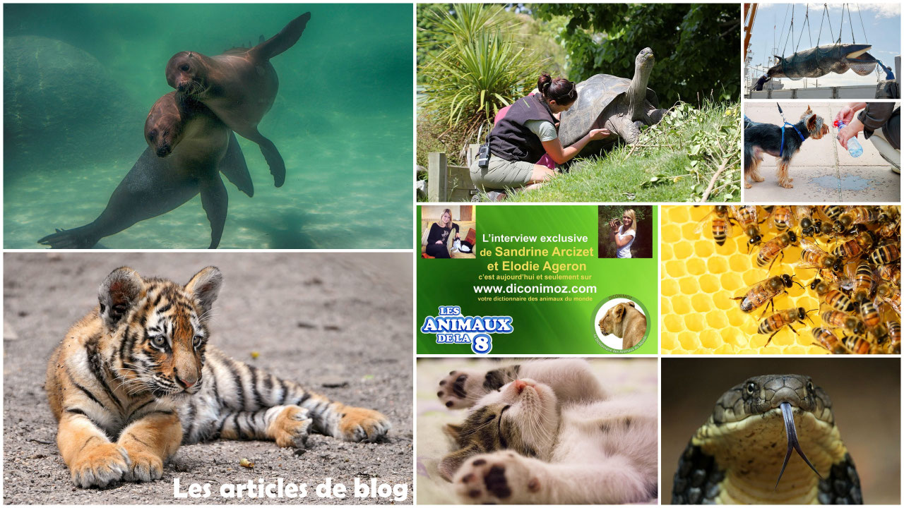 Liste des animaux en C - Dictionnaire des animaux