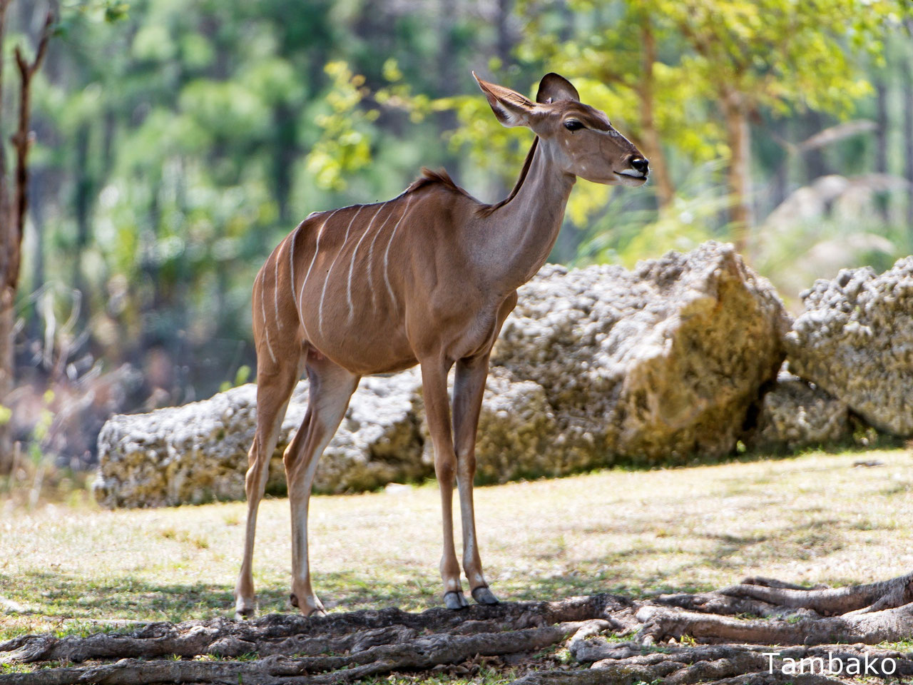 Bongo : poids, taille, longévité, habitat, alimentation - Dictionnaire ...