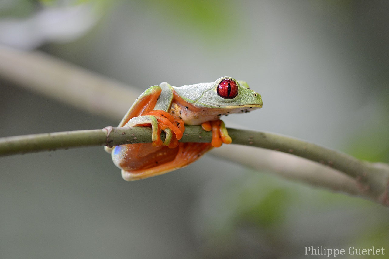 Rainette aux yeux rouges - Dictionnaire des animaux