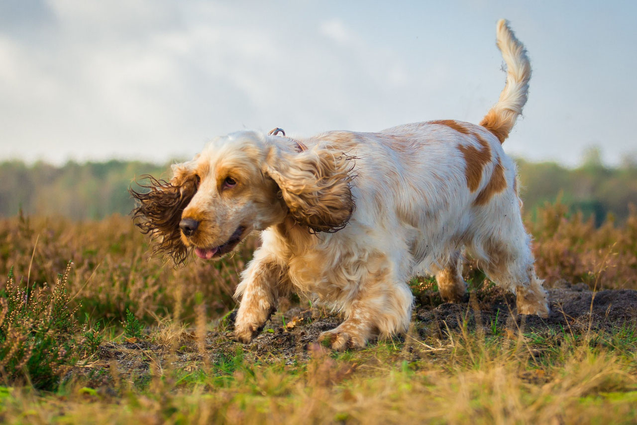 Cocker Anglais : Origine, caractère, santé, couleur : fiche chien ...