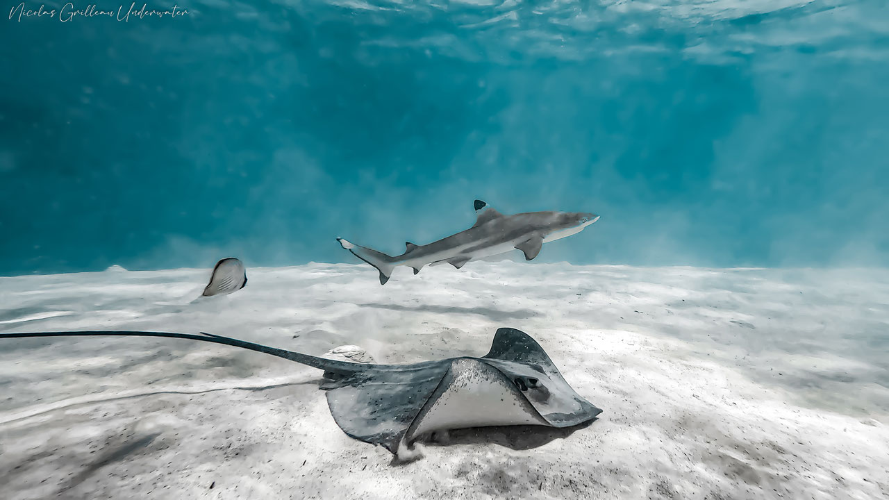 Raie pastenague - Dictionnaire des animaux