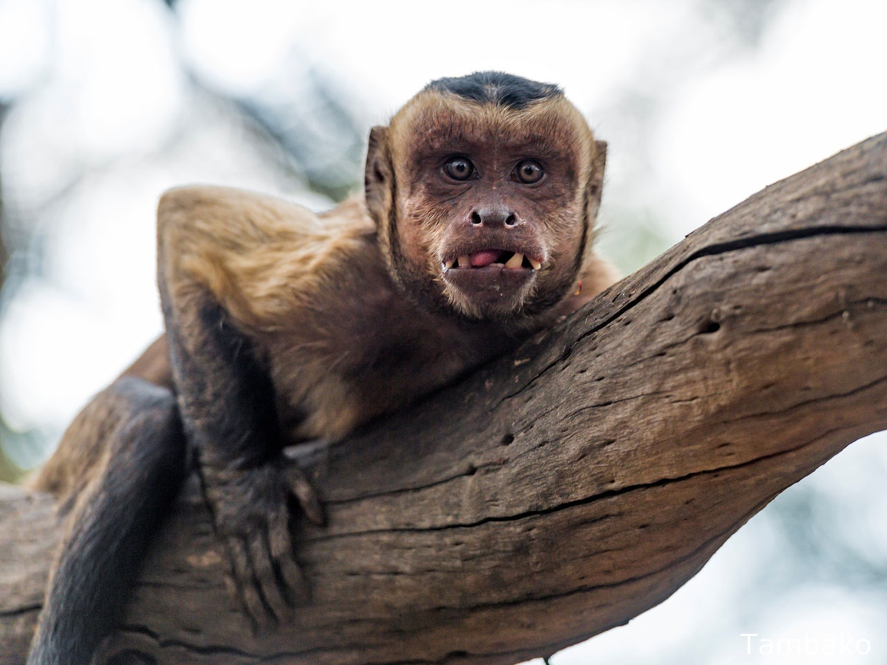 Capucin brun : poids, taille, longévité, habitat, alimentation ...