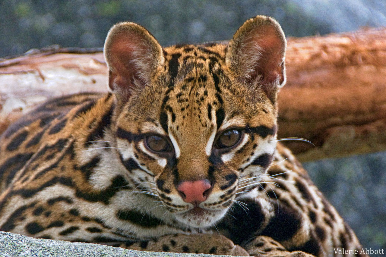Ocelot : poids, taille, longévité, habitat, alimentation - Dictionnaire des animaux