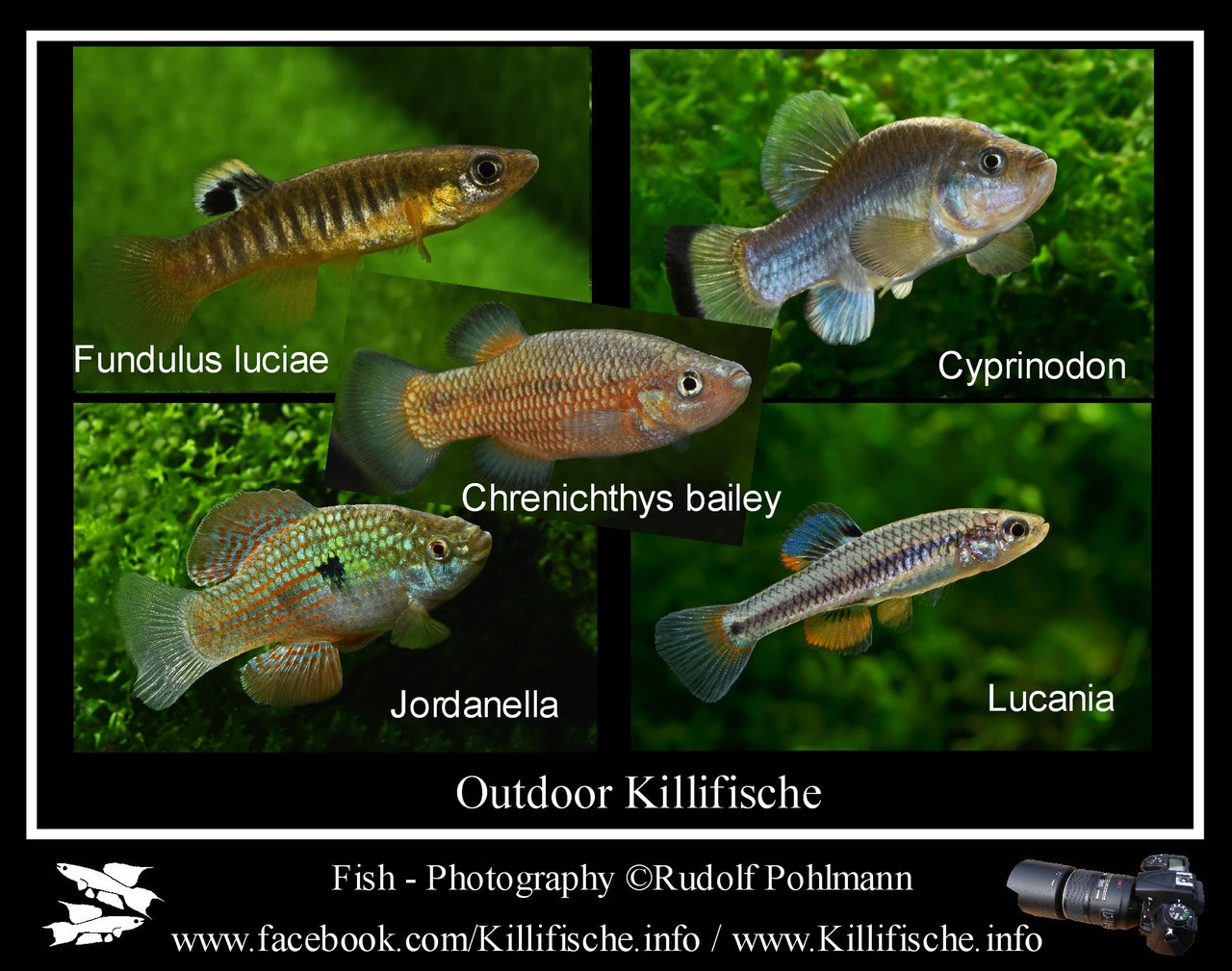 North American Killifish - Killifische Info