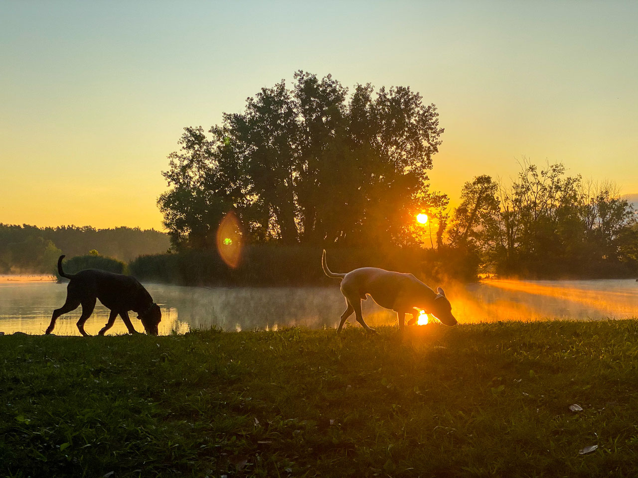 Better Dog, Better Life. - Lake Erie Dogs